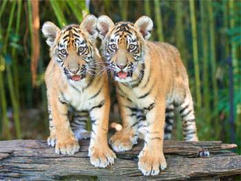 Tiger Cub Walks | Girl.com.au